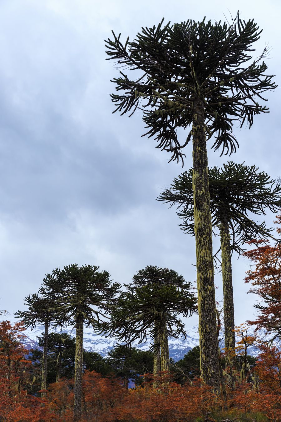 Parque Nacional Conguillío, Guía de Parques Nacionales en CHILE