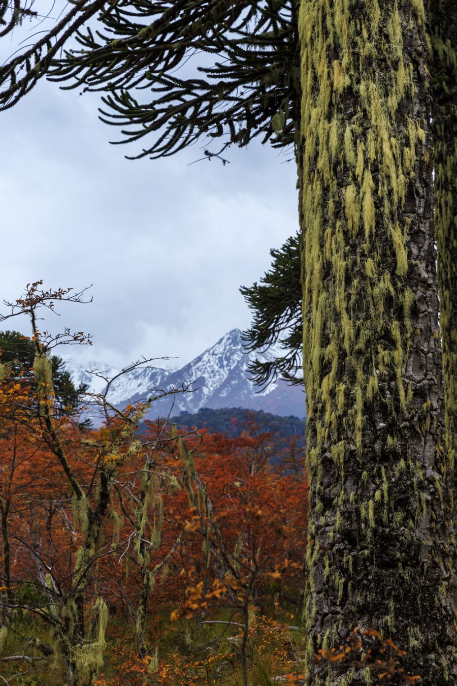 Parque Nacional Conguillío, Guía de Parques Nacionales en CHILE