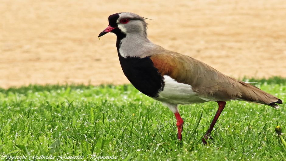 Queltehue, Guia de Fauna. RutaChile