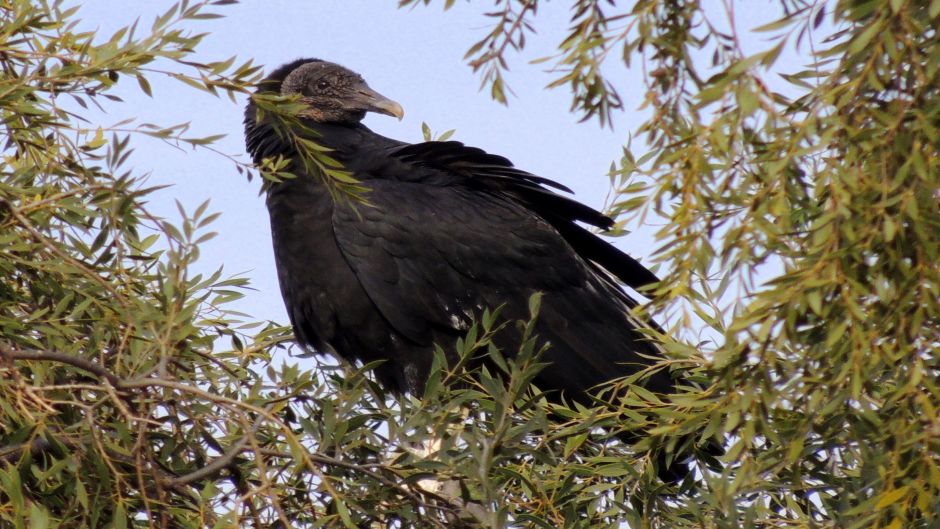 Jote de cabeza negra, Guia de Fauna. RutaChile