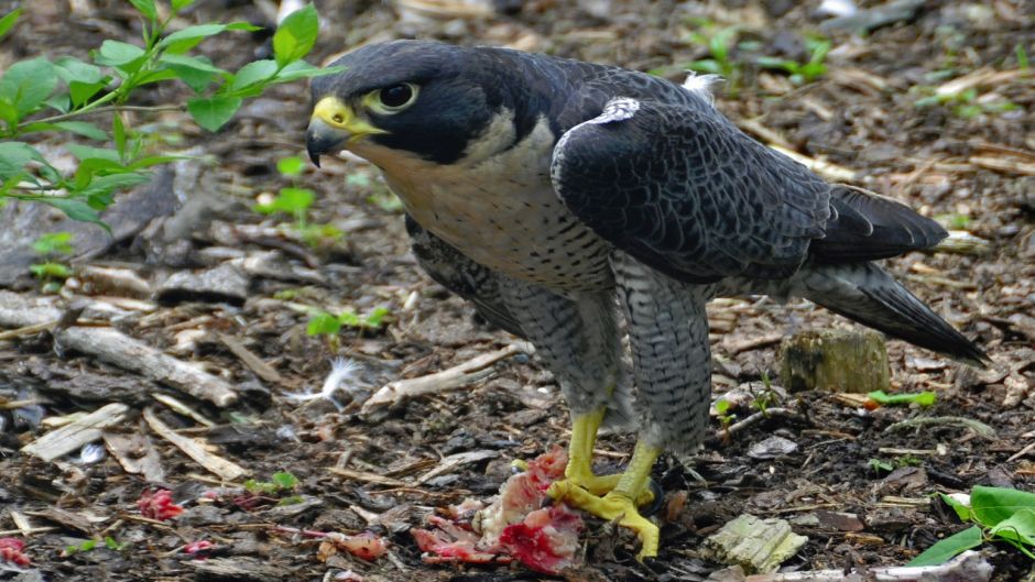 Halcon Peregrino Austral, Guia de Fauna. RutaChile, Aves en CHILE
