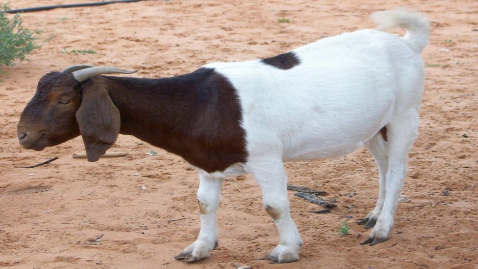 Cabra, Fauna en LIBANO