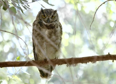 Guía de Aves, Pajaros en todo el mundo