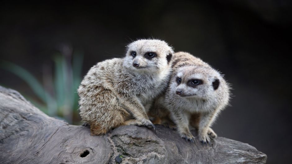 Suricata