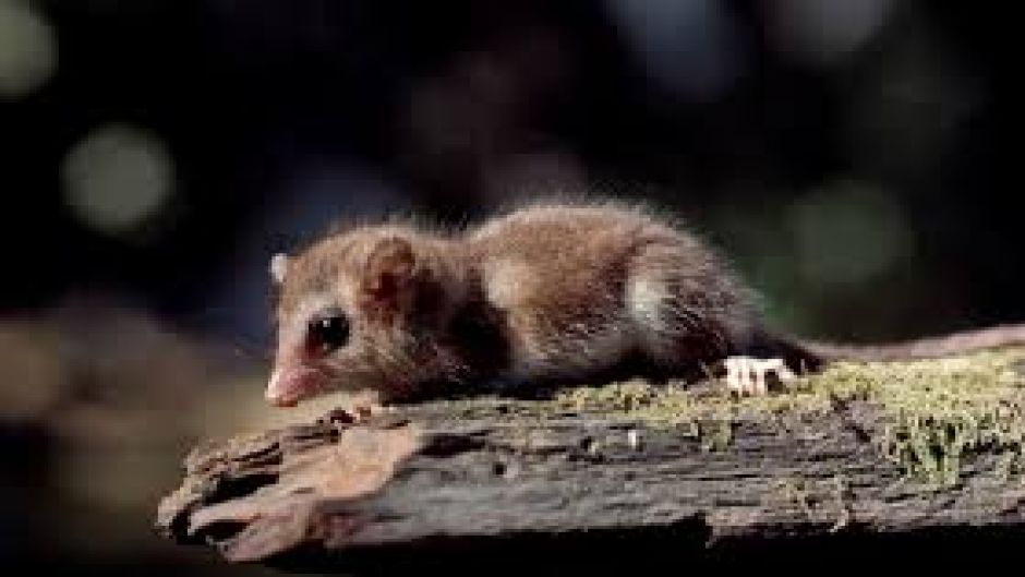 Comadrejita trompuda, Guia de Fauna. RutaChile, Fauna en CHILE