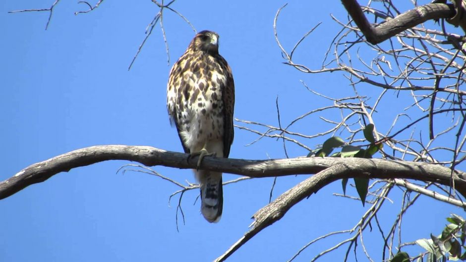 Peuco, Guia de Fauna. RutaChile