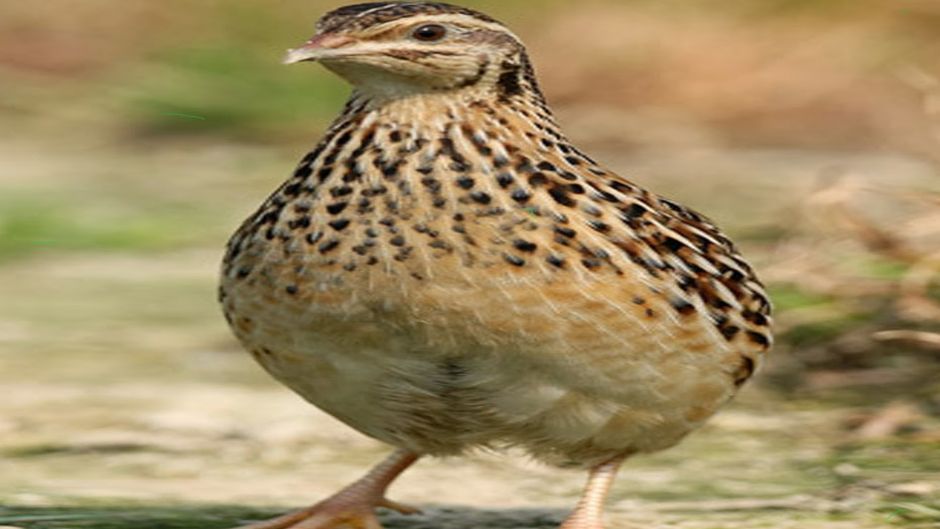 Codorniz, Guia de Fauna. RutaChile