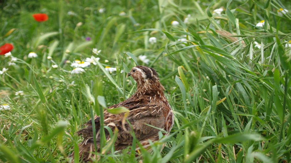 Codorniz, Guia de Fauna. RutaChile