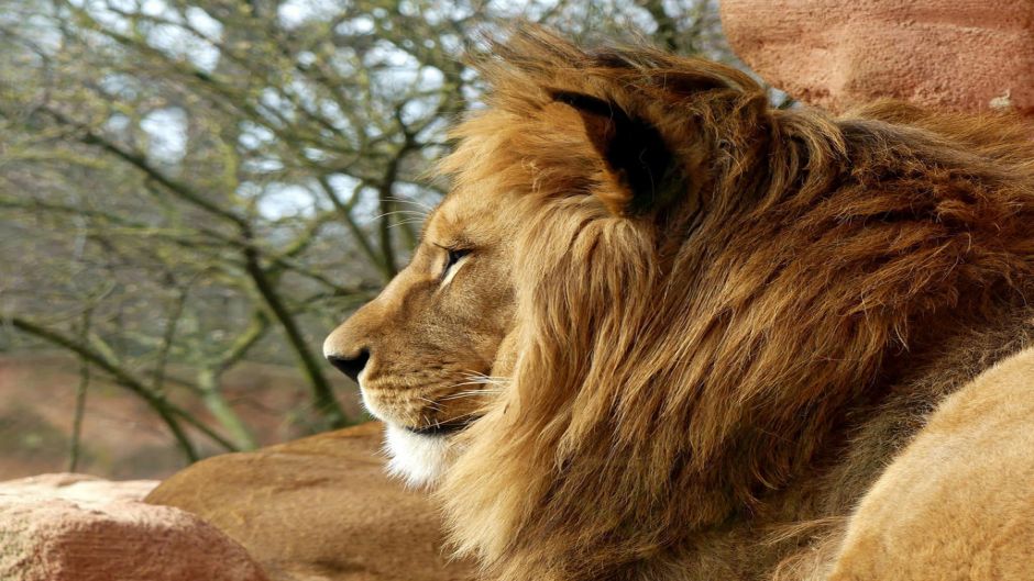 León, Guia de Fauna. RutaChile