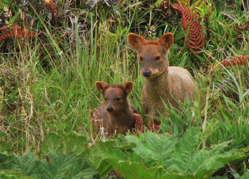 Pudu, Guia de Fauna. RutaChile