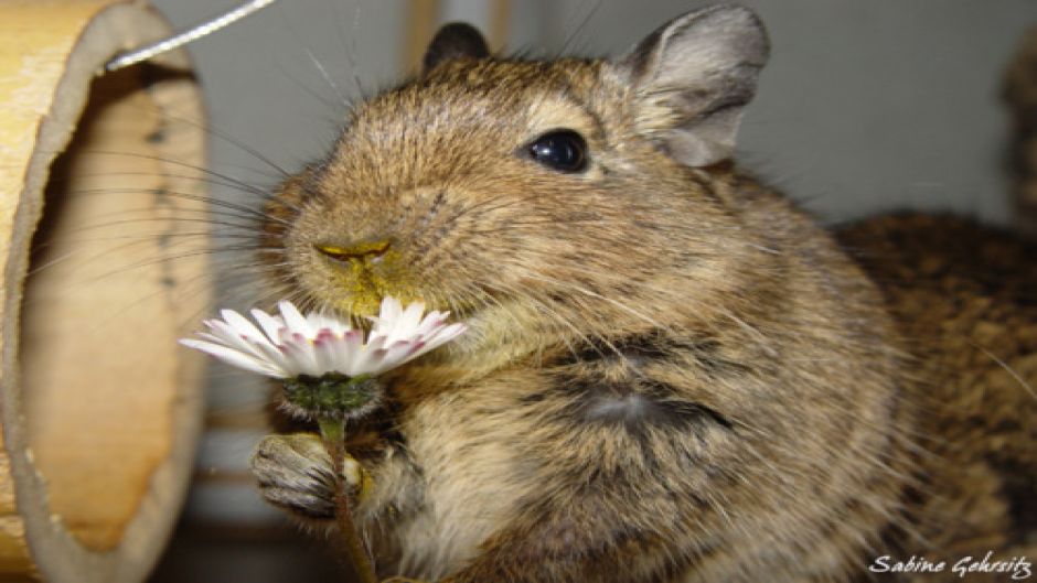 Degu, Guia de Fauna. RutaChile