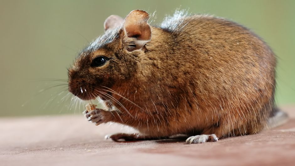 Degu, Guia de Fauna. RutaChile