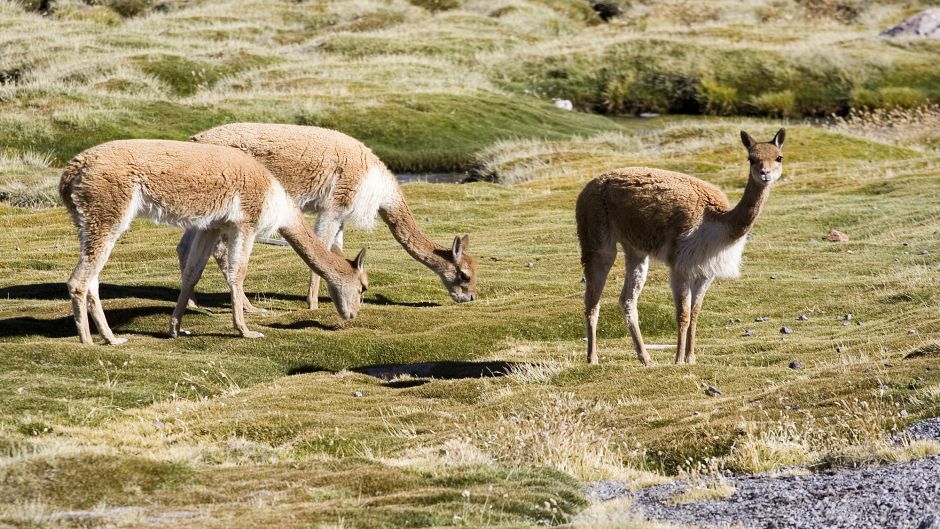 Vicuña, Guia de Fauna. RutaChile