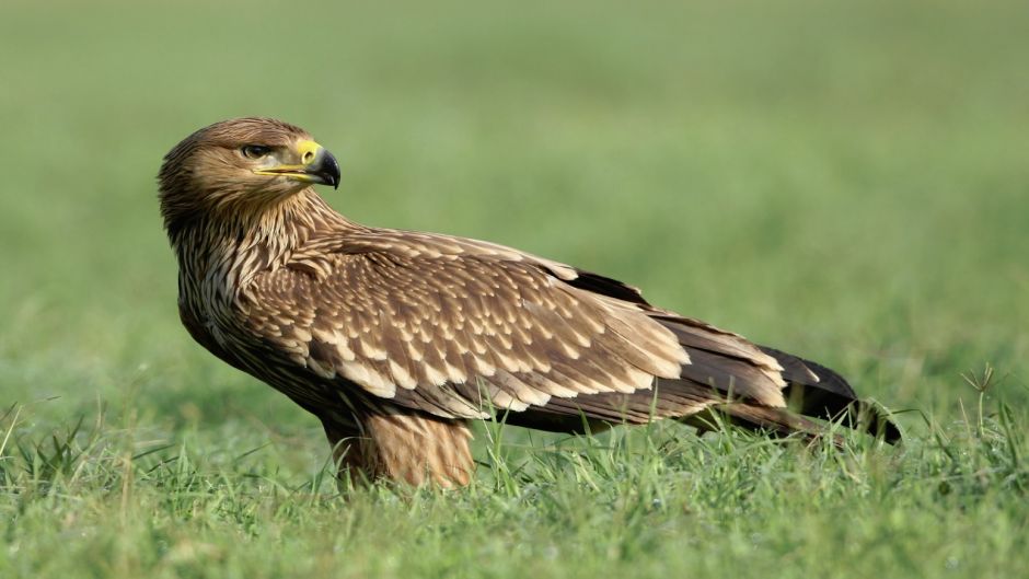 Aguila, Guia de Aves.