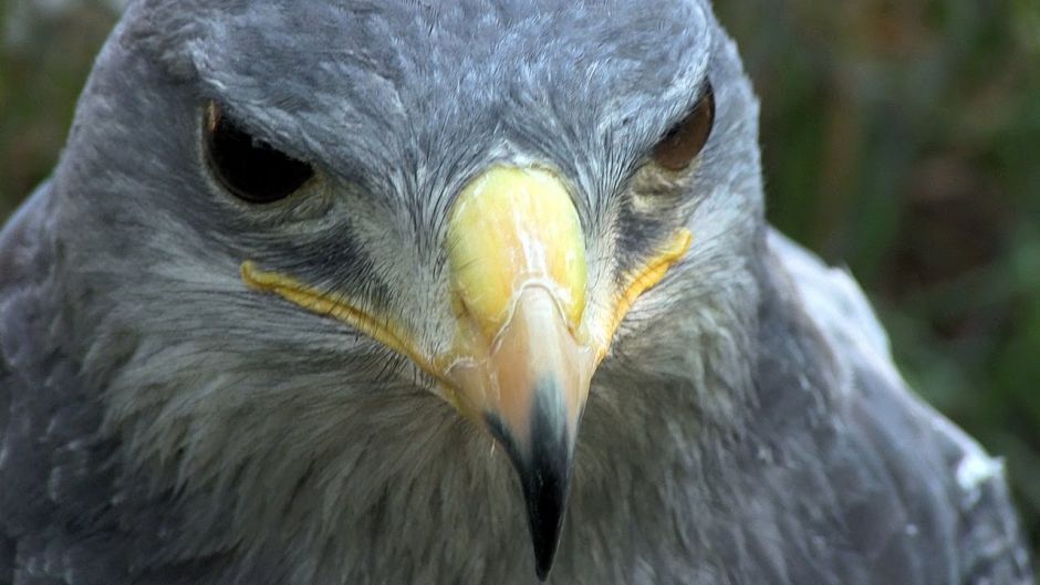 Aguila, Guia de Aves.