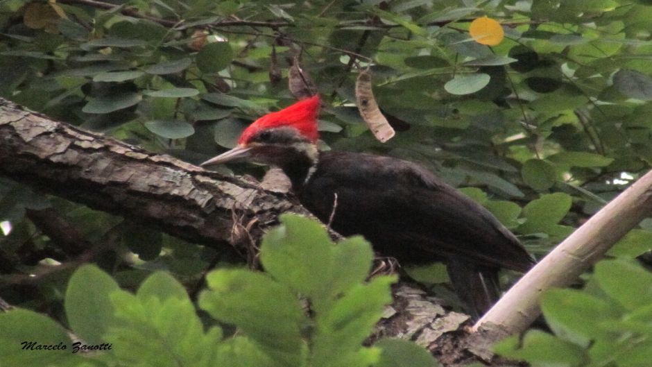 Carpintero Negro, Guia de Fauna. RutaChile, Aves en CHILE