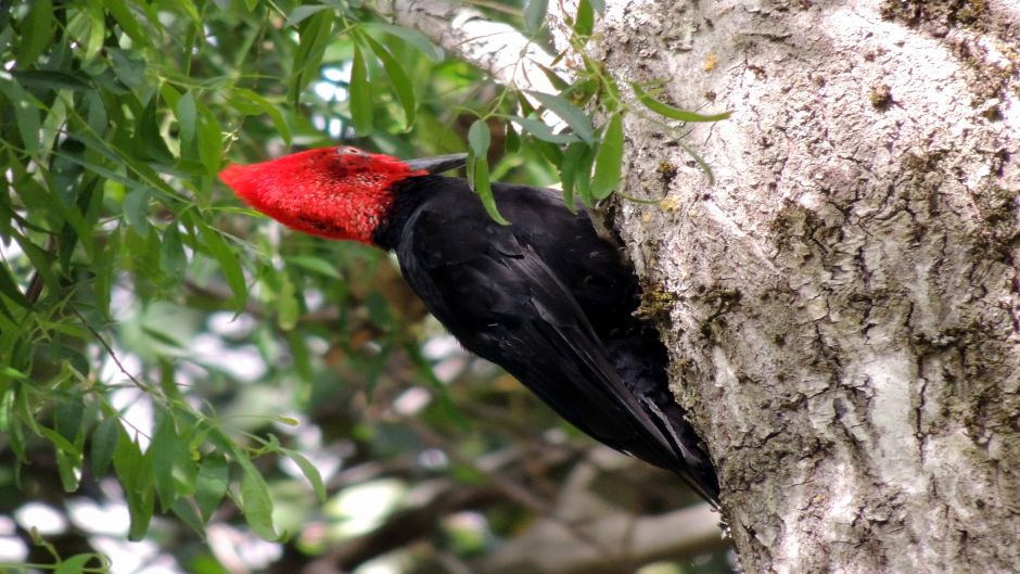 Carpintero Negro, Guia de Fauna. RutaChile, Aves en CHILE