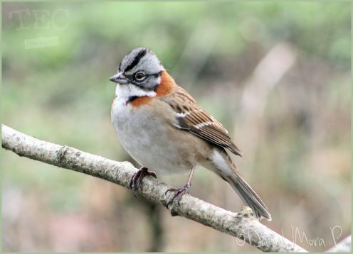 Guia de Aves en CHILE.