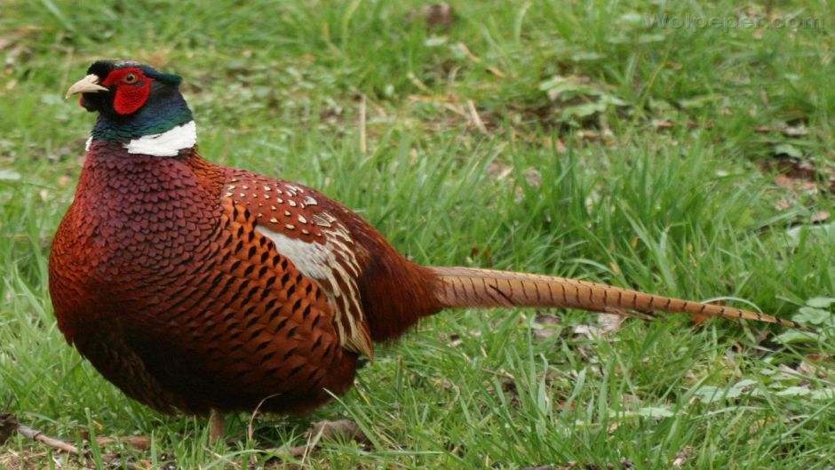 Informacion del Faisan, Tanto el Faisan como la codorniz de Califor