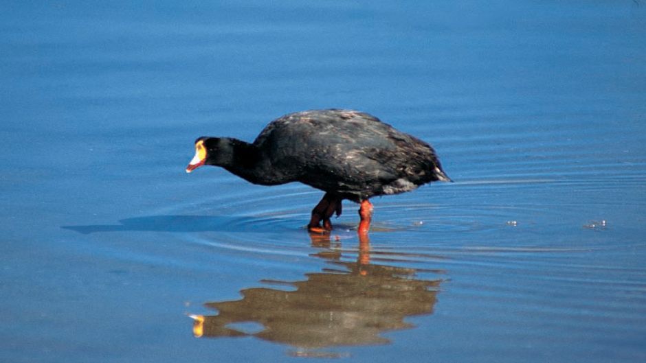 Tagua Gigante, Guia de Fauna. RutaChile