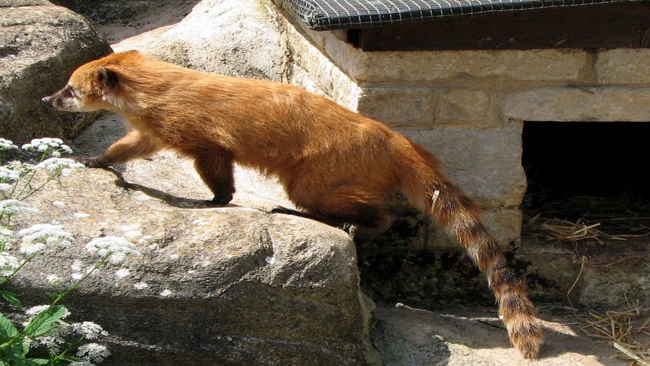 Coati, Guia de Fauna. RutaChile, Fauna en CHILE