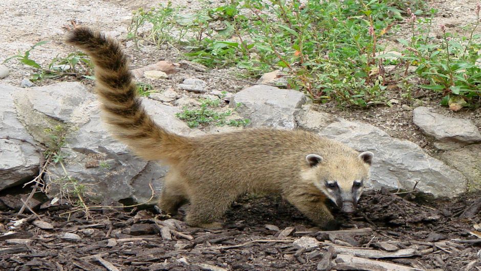 Coati, Guia de Fauna. RutaChile, Fauna en CHILE
