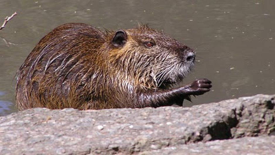Coipo, Guia de Fauna. RutaChile