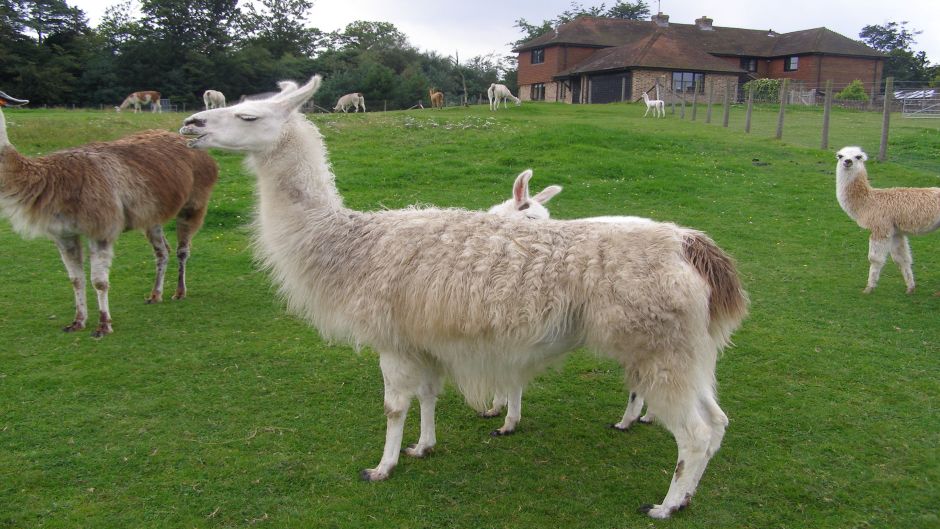 Llama