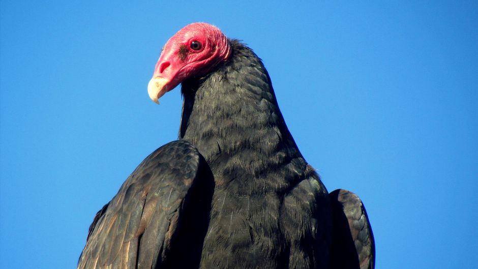Jote de cabeza colorada, Guia de Fauna. RutaChile