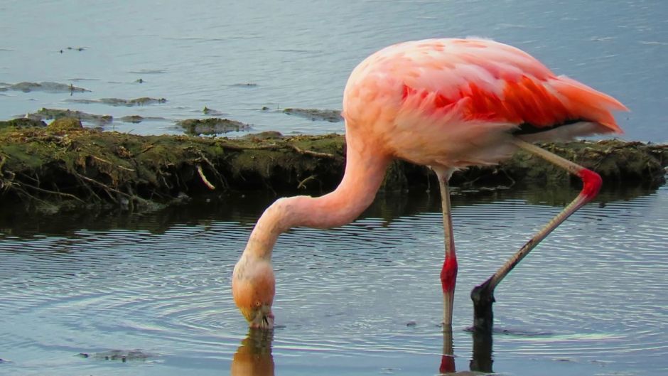 Flamenco Chileno, Guia de Fauna. RutaChile
