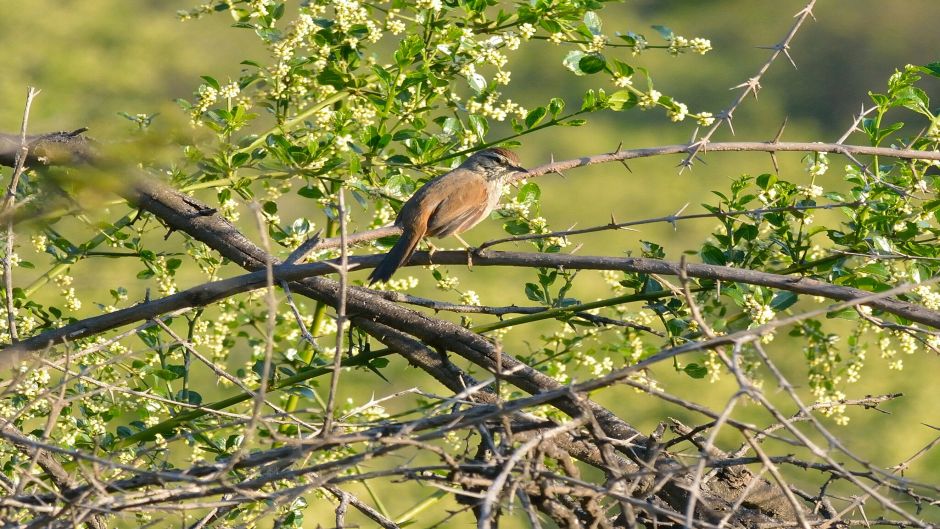 Canastero, Guia de Fauna. RutaChile
