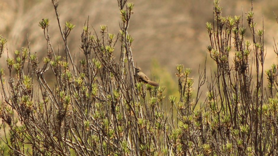 Canastero, Guia de Fauna. RutaChile