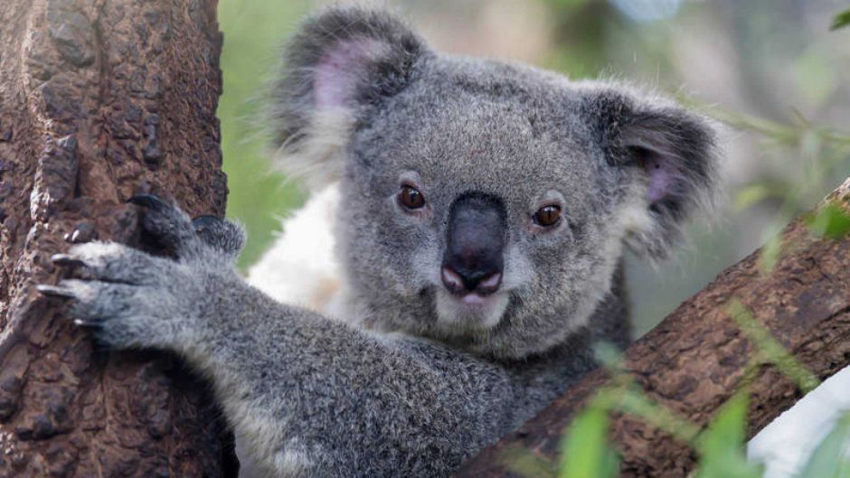 Koala