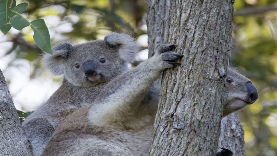 Koala