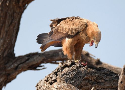 Peuco, Guia de Fauna. RutaChile
