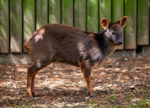 Huemul, Guia de Fauna. RutaChile