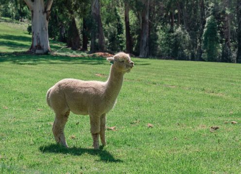 Llama