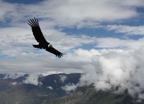 Condor, Guia de Fauna. RutaChile