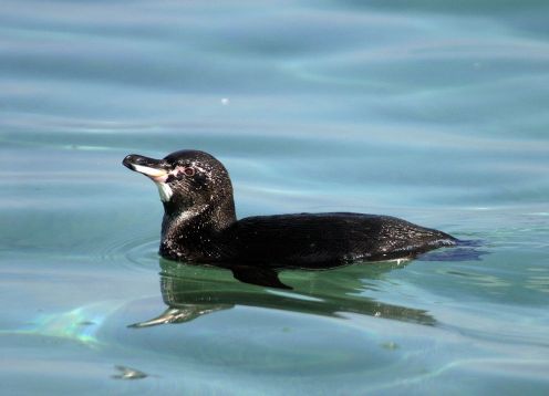 Pingüino emperador, Guia de Fauna. RutaChile