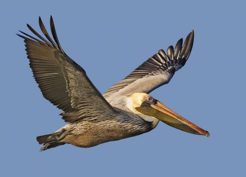 Pelícano peruano, Guia de Fauna. RutaChile